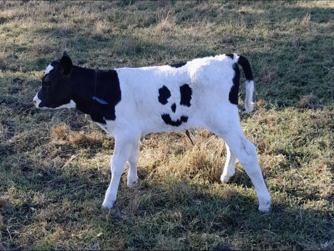 Bezerro Holandes #2 - Geneboss Genetica